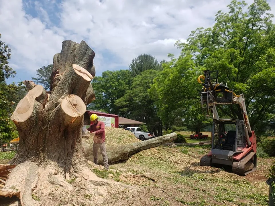 Home | Mora's Tree Service