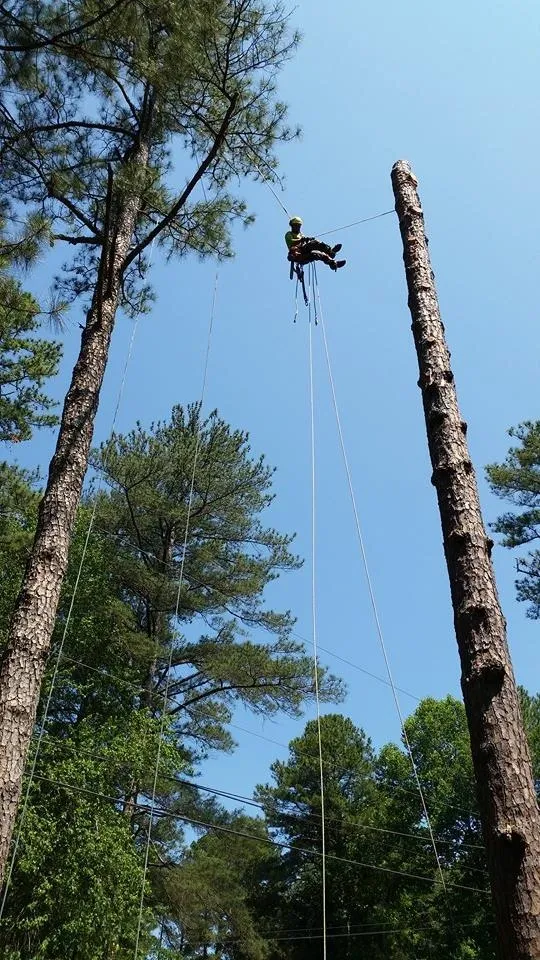 Tree Services in Atlanta | Mora’s Tree Services - Mora's Tree Service